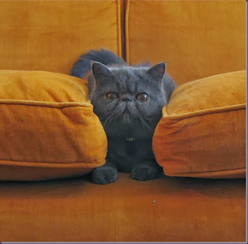 Kitty Stampede: Stuck in the Middle